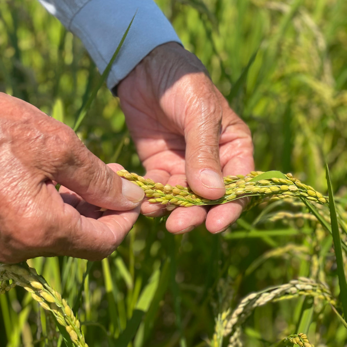 【令和7年度産 販売開始】高知県産 コシヒカリ5kg – TABEGORO 土佐山田ショッピングセンター